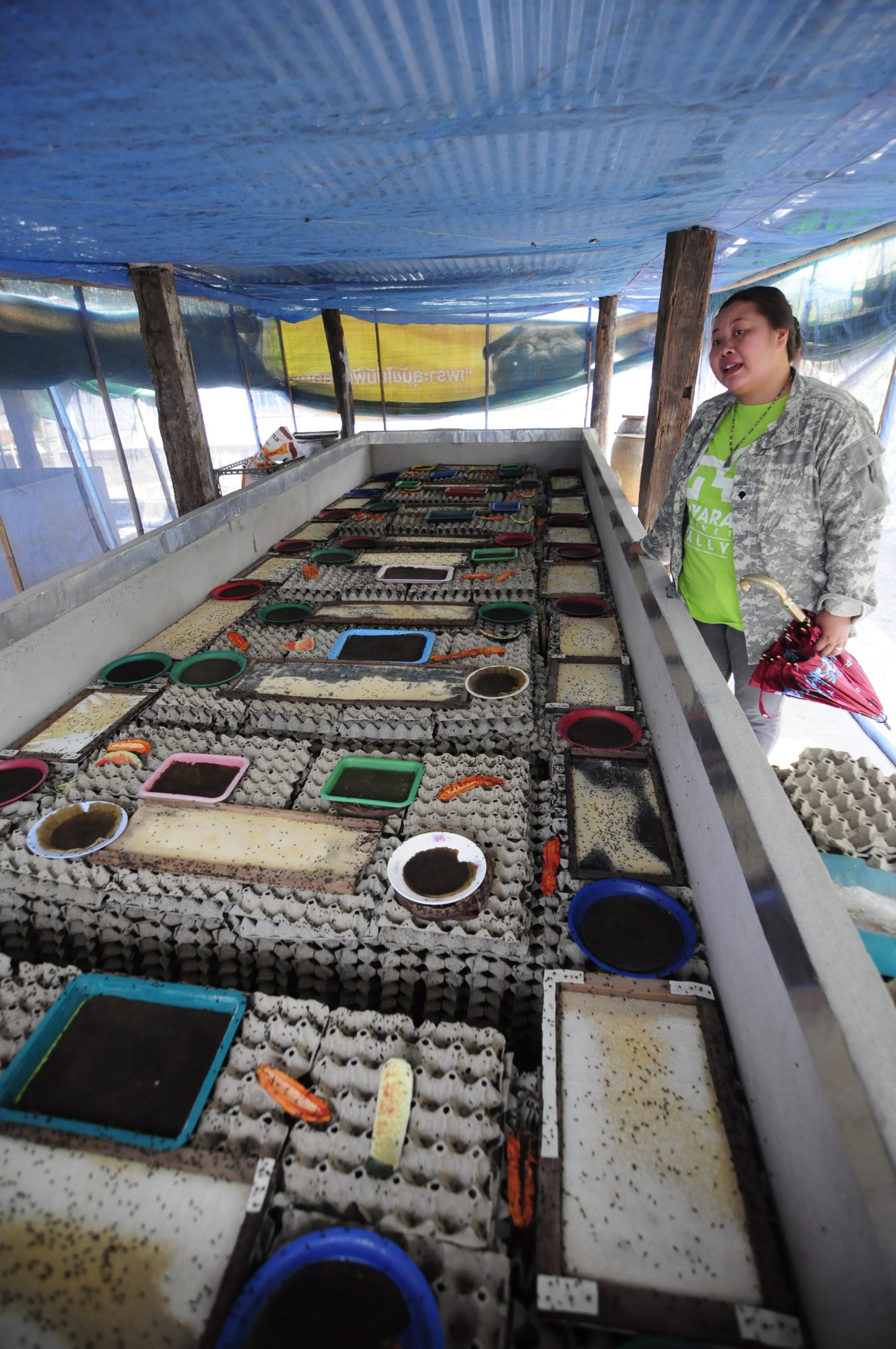 Cricket farming as an alternative livelihood strategy – Geography ...