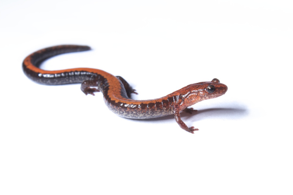Revisiting the effects of climate change on salamander body size: the ...