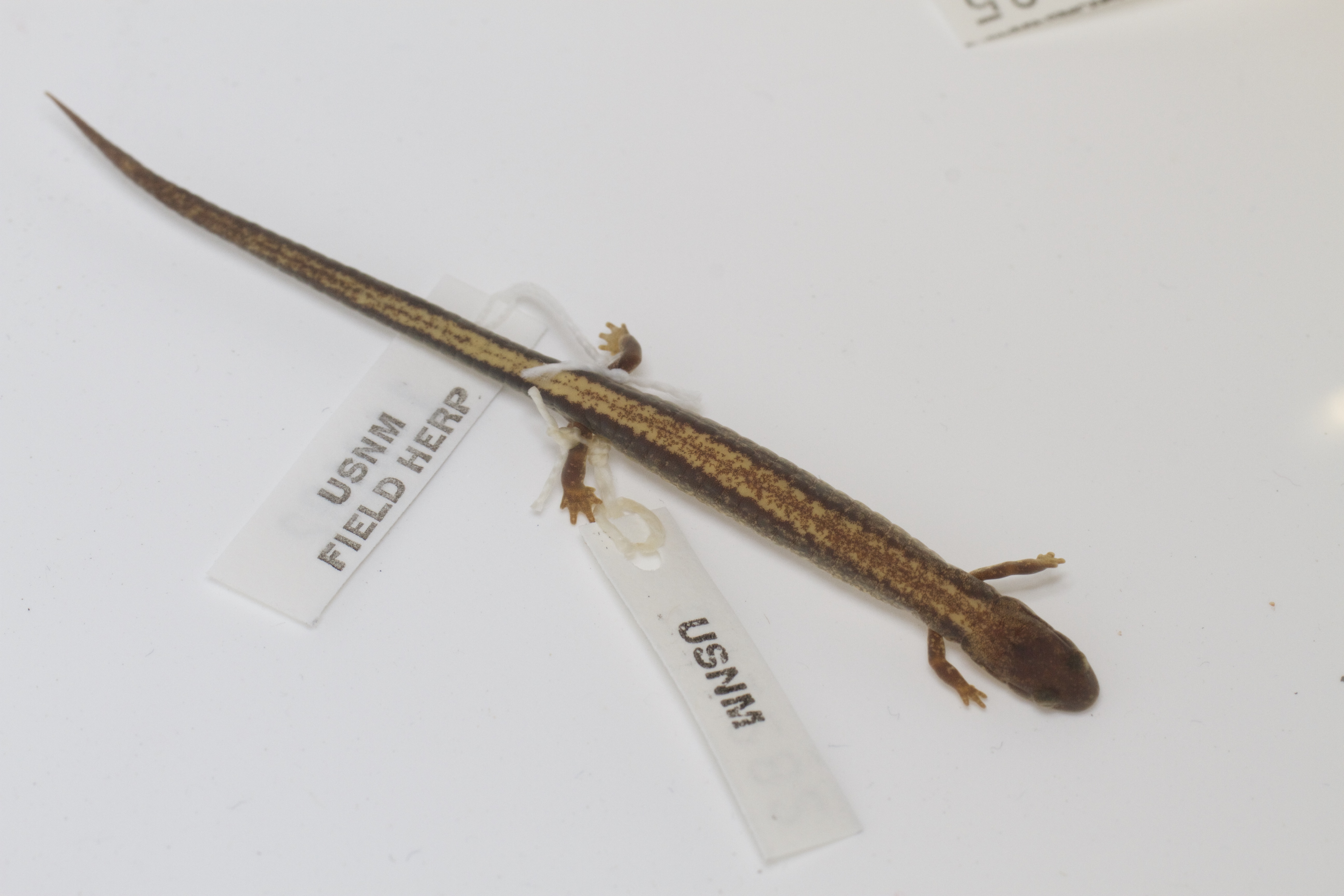 Revisiting the effects of climate change on salamander body size: the ...