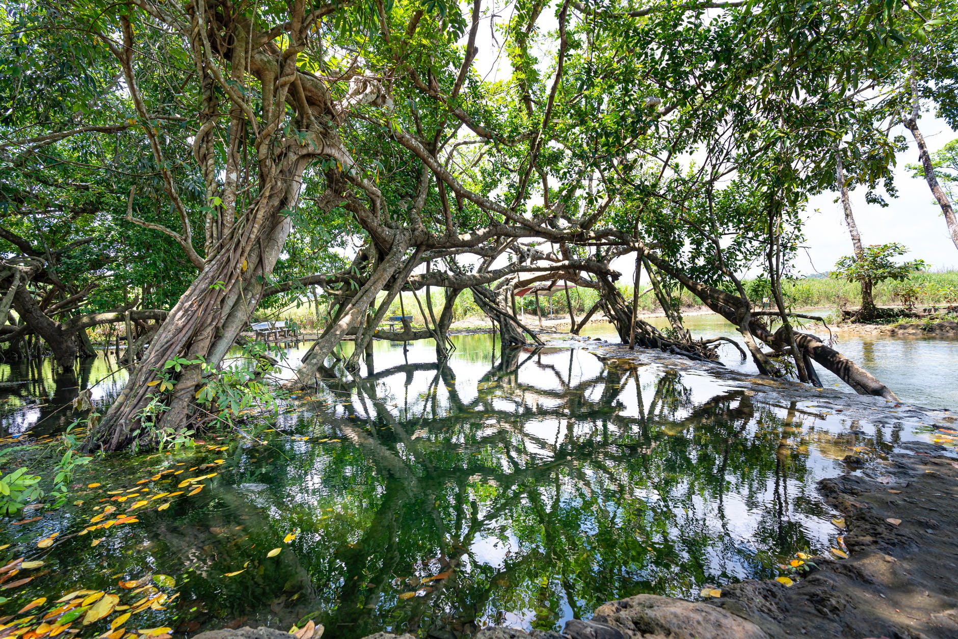 Mangroves: a natural form of hazard mitigation – Geography Directions