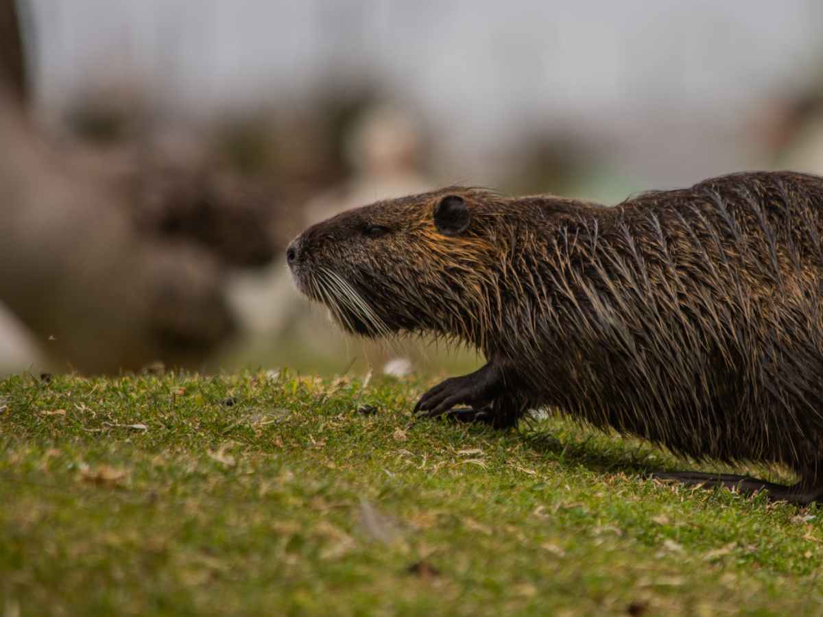 Beavers can do wonders for nature – but we should be realistic about ...