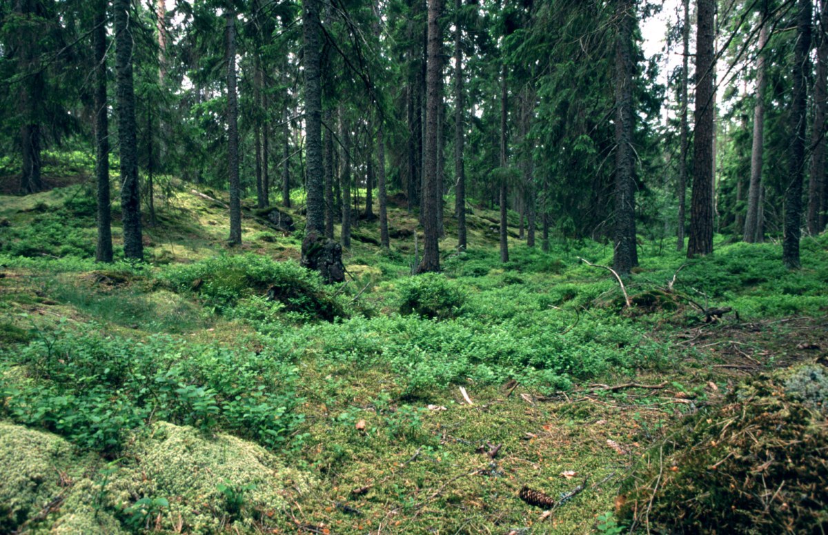 Sweden has vast ‘old growth’ forests – but they are being chopped down ...